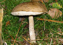 Birkenpilz (Leccinum scabrum) | Pilzfinder.de