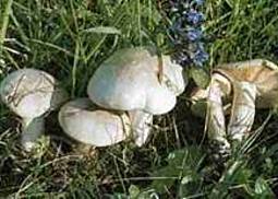 Essbare Pilze | Pilzfinder.de