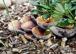 Braunkappe (Stropharia rugosoannulata) | Pilzfinder.de