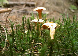 Falscher Pfifferling (Hygrophoropsis aurantiaca) | Pilzfinder.de