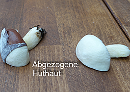 Butterpilz (Suillus luteus) | Pilzfinder.de