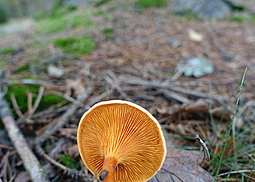 Falscher Pfifferling (Hygrophoropsis aurantiaca) | Pilzfinder.de